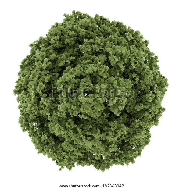 Top View Common Maple Tree Isolated Stock Illustration 182363942