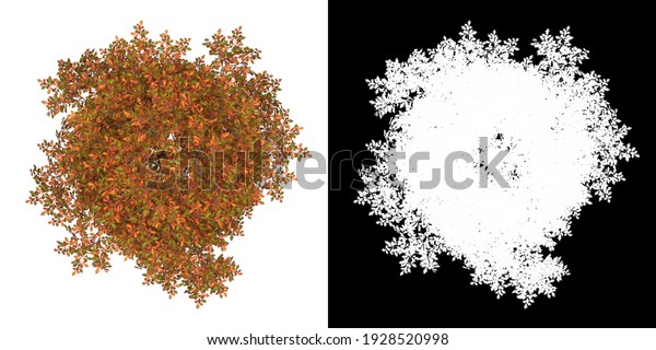Top View Common Oak Tree Png Stock Illustration 1928520998 | Shutterstock