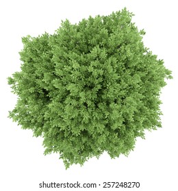 Top View Common Maple Tree Isolated 库存插图 182105030 | Shutterstock