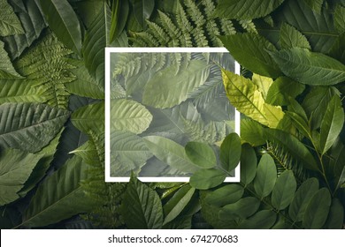 6,255 Creative layout made of colorful tropical leaves Images, Stock ...