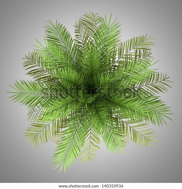 Top View Date Palm Tree Isolated Stock Illustration 140350936