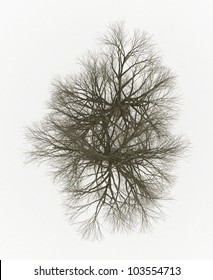 11,817 Dead tree top Images, Stock Photos & Vectors | Shutterstock