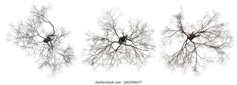 11,817 Dead tree top Images, Stock Photos & Vectors | Shutterstock