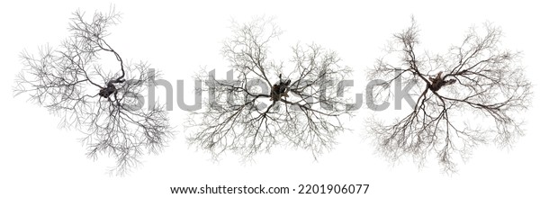 Top View Dead Trees Isolated On Stock Illustration 2201906077 ...