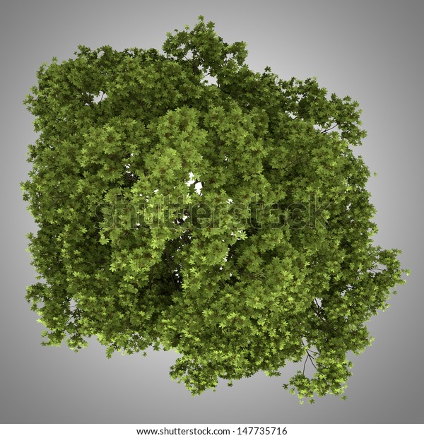 Top View Field Maple Tree Isolated Stock Illustration 147735716 ...