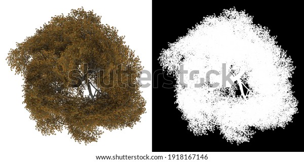 Top View Field Maple Tree Png Stock Illustration 1918167146 | Shutterstock