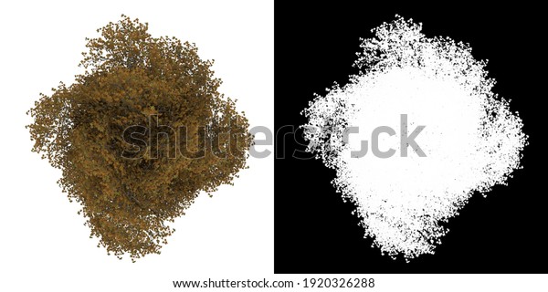 Top View Field Maple Tree Png Stock Illustration 1920326288 | Shutterstock