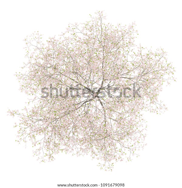 Top View Flowering Cherry Tree Isolated Stock Illustration 1091679098 ...
