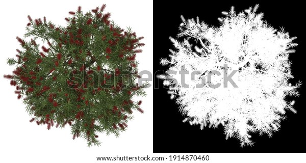 Top View Generic Palm Tree Png Stock Illustration 1914870460 | Shutterstock