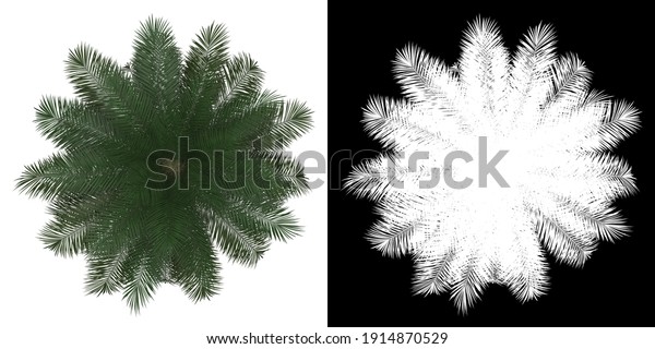 Top View Generic Palm Tree Png Stock Illustration 1914870529 | Shutterstock
