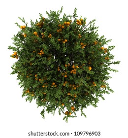 56,910 Fruit tree top view Images, Stock Photos & Vectors | Shutterstock