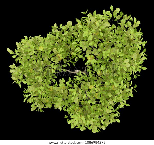58,304 Fruit Tree Top View Images, Stock Photos & Vectors | Shutterstock