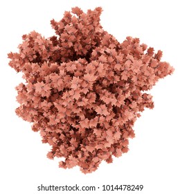 Top View Red Maple Tree Isolated Stock Illustration 1014478249 ...
