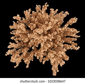 Top View Red Maple Tree Isolated Stock Illustration 1023038647 ...