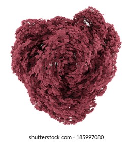 Top View Red Maple Tree Isolated Stock Illustration 185997080 ...