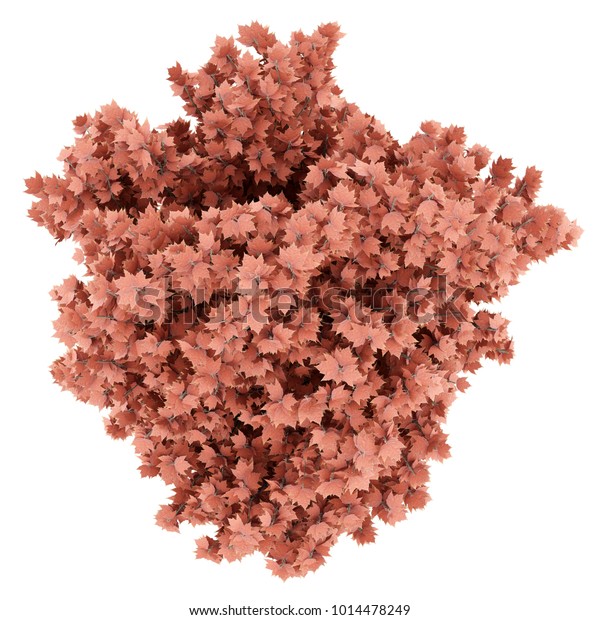 Top View Red Maple Tree Isolated Stock Illustration 1014478249 ...