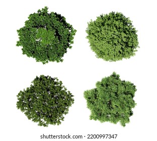 Top View Rendering Broadleaf Trees Isolated Stock Illustration ...