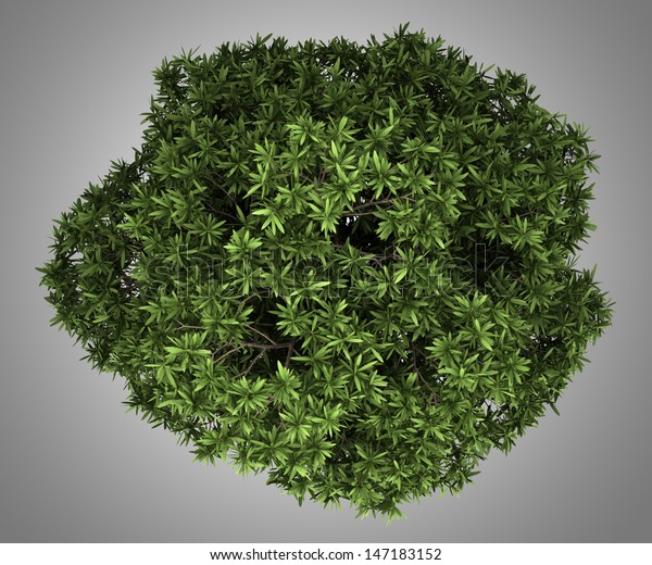 Top View Sugar Gum Tree Isolated Stock Illustration 147183152 ...