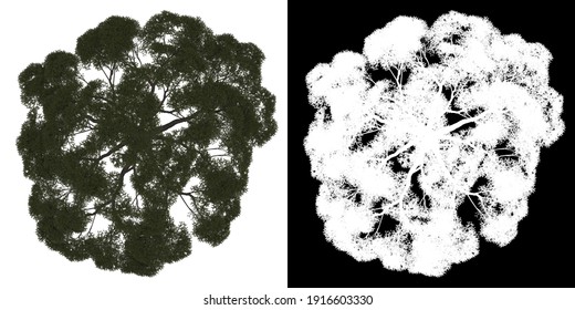 Top View Sugar Maple Tree Png Stock Illustration 1916603330 | Shutterstock