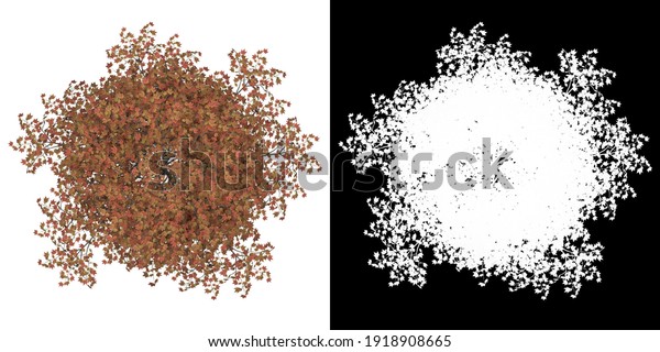 Top View Sugar Maple Tree Png Stock Illustration 1918908665 | Shutterstock