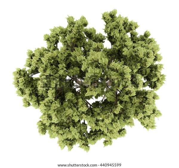 Ilustrasi Stok Top View White Ash Tree Isolated 440945599 | Shutterstock