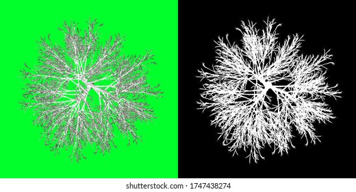 Top View Winter Tree 3d Render Stock Illustration 1758178688