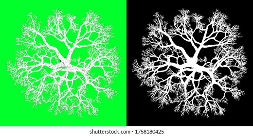 Top View Winter Tree 3d Render Stock Illustration 1758180425 | Shutterstock