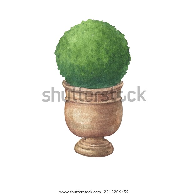 Topiary Evergreen Trimmed Geometric Shrub Terracotta Stock Illustration ... Topiary Evergreen Trimmed Geometric Shrub Terracotta Stock Illustration ...