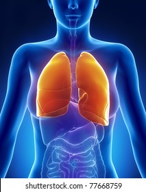 Torso Front Xray View Stock Illustration 77668759 | Shutterstock