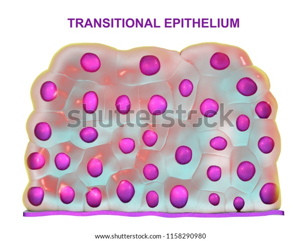 Transitional Epithelium Found Urinary Bladder Urethra Stock ...