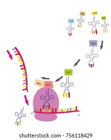 Translation Process Gene Expression Which Ribosomes Stock Illustration ...