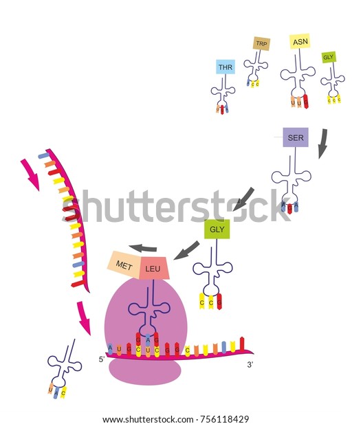 Translation Process Gene Expression Which Ribosomes Stock Illustration ...