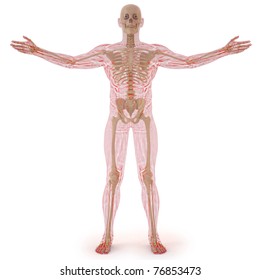 Human Anatomy Showing Back Full Body: ภาพประกอบสต็อก 345829538 ...