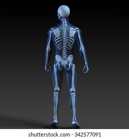 Transparent Human Bone Structure Movement Stock Illustration 342577091 ...