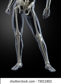 63,321 Human leg anatomy Images, Stock Photos & Vectors | Shutterstock