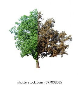 60,439 Half Green Tree Images, Stock Photos & Vectors | Shutterstock