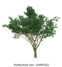 779 Live oak tree Stock Illustrations, Images & Vectors | Shutterstock