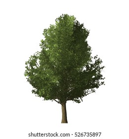 Oak Tree 2d Rendering Graphic Picture Stock Illustration 1397912747