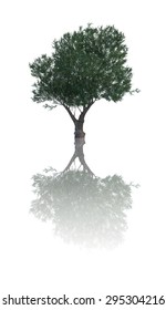 Tree Reflection Isolate Stock Illustration 295304216 | Shutterstock