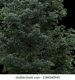 Tree Render 3d Stock Illustration 1184340943 | Shutterstock