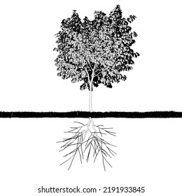 Tree Root System Cg Illustration Sketch Stock Illustration 2191933845 ...