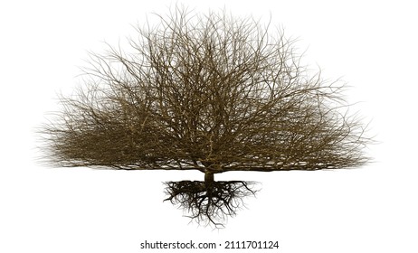 Tree Roots Big Leafless Tree Isolated Stock Illustration 2111701124 ...