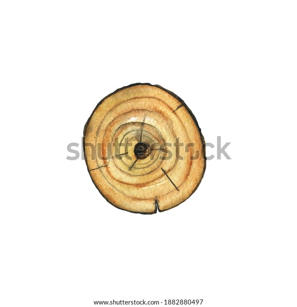 Tree Round Cut Isolated On White Stock Illustration 1882880497 ...