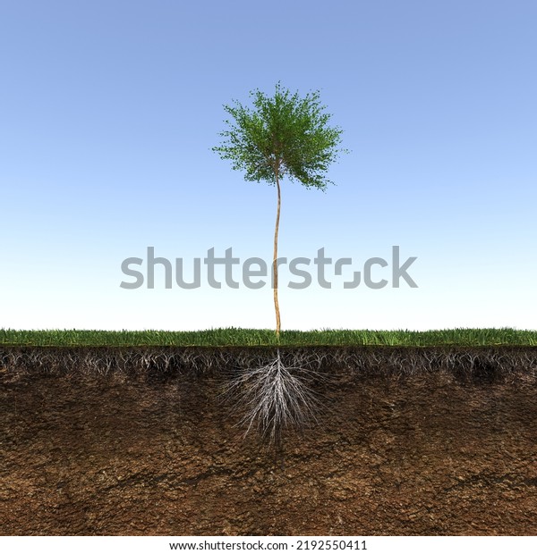 Tree Strong Deep Roots 3d Render Stock Illustration 2192550411 | Shutterstock