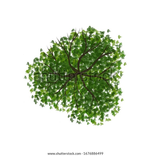 Tree Top View Isolated On White Stock Illustration 1676886499 ...