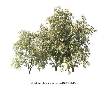 Tree White Background 3d Rendering 3d Stock Illustration 640808845 ...