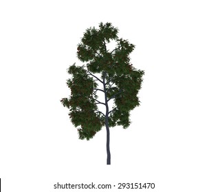 Tree Bird Eye View Isolated Collection: ilustración de stock 306607013 ...