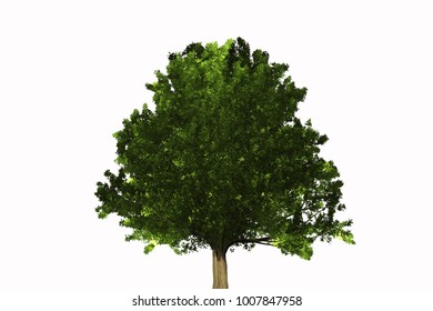 Trees White Background Stock Illustration 1007847958 | Shutterstock