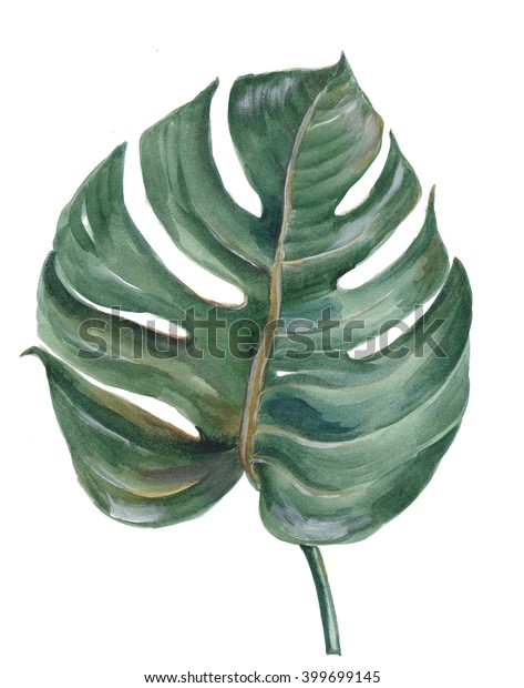 Tropical Split Leaf Philodendron Plant Botanic 스톡 일러스트 399699145 ...