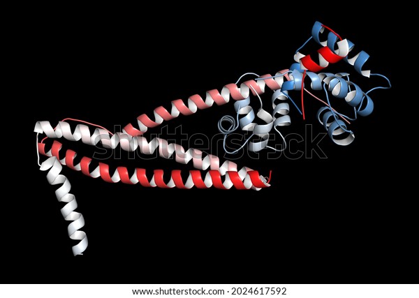 Troponin 3d Rendering Structure Human Cardiac Stock Illustration ...